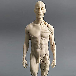 11inch Human Anatomical Model Art Mannequin Musculoskeletal Structure of Painting Sculpture White Body （Male+Female ）