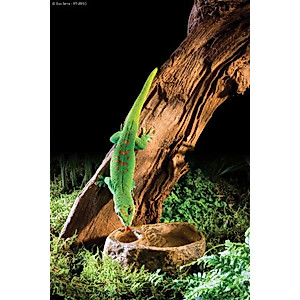 Exo Terra Gecko Dish