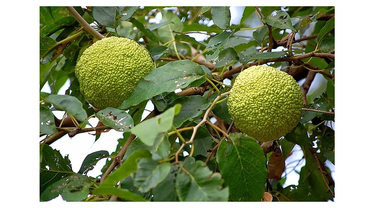 Buy Osage Orange Tree Seeds - Hardy, Resilient & Easy to Grow
