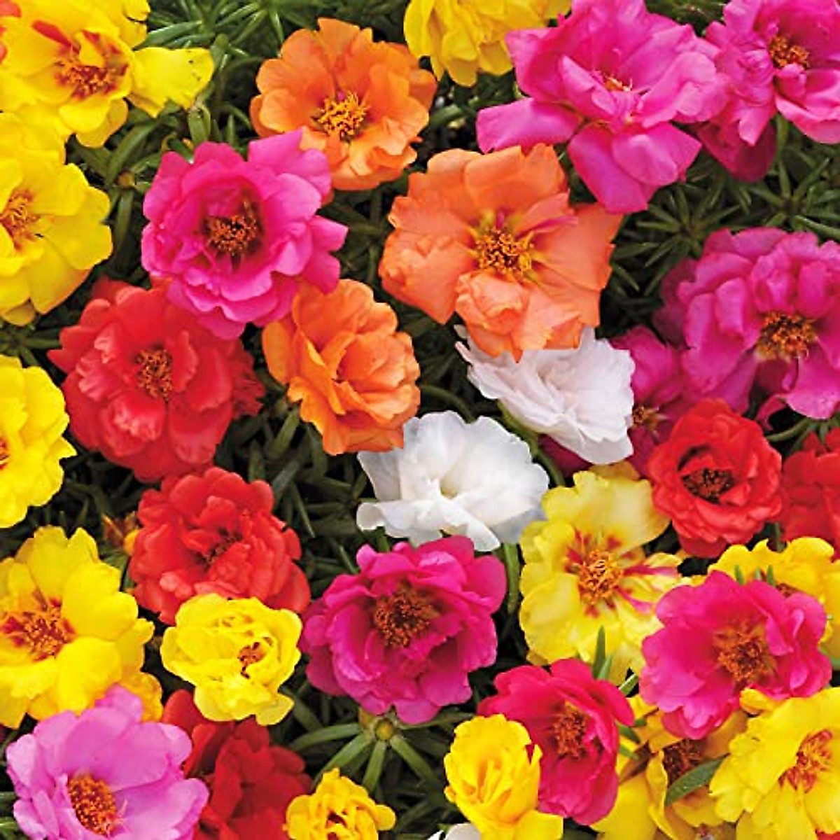 GARDENS 15000Pcs Mix Moss Rose Seeds Colorful Flowers Tropical Ground Cover Plant Seeds Planting Outside