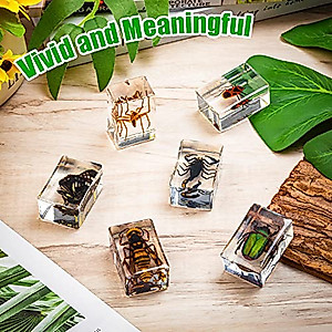6 Styles Insect in Resin Specimen, Bugs Collection Paperweights Animal Specimen for Kids Bug Preserved in Resin for Scientific Education Office Desk Christmas Display Supplies