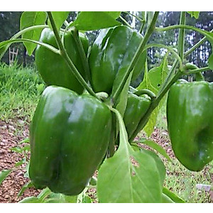 60 Cal Wonder Bell Pepper Seeds for Planting. 1/2 Gram of Seeds Heirloom Non GMO Garden Vegetable Bulk Survival