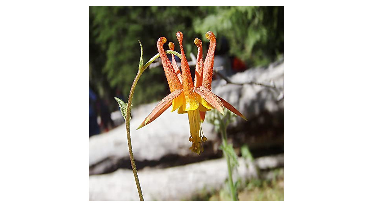 Vibrant Double Orange Yellow Columbine Seeds - Low Maintenance Perennials