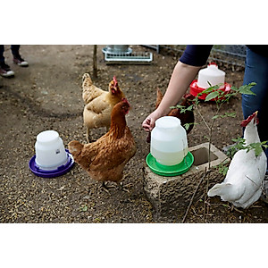 Little Giant® Complete Plastic Poultry Fount | 1 Gallon | Heavy Duty Plastic Gravity Fed Water Container Jar | Waterer for Chickens, Turkeys, Ducks & More | Made in USA | Lime Green