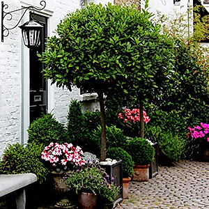 KABB Pack of 2 Black Iron Outdoor Hanging Brackets Wall Hooks for Bird Feeder Lanterns Wind Chimes with Screws