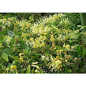 100 PCS Seeds Bonsai Garden Plants Chinese Honeysuckle Vine Lonicera Japonica Seeds