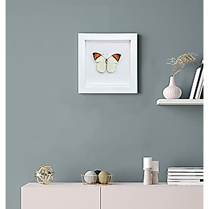 ITrixgan Real Butterfly Specimen In White Frame Display Insect Taxidermy Collection Craft Gift For Home Office Desktop Decor Science Education