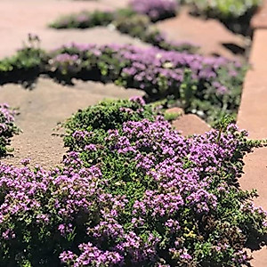 200pcs Creeping Thyme Bonsai, Rare Color Rock CRESS Plant Perennial Ground Cover Flower Natural Growth for Home Garden - (Color: Colour A3)