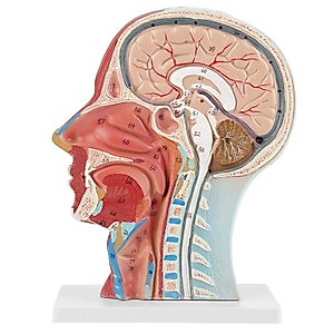 Anatomical Head Model, Anatomical Human Anatomical Half Head and Face Anatomy Medical Brain Neck Median Section Study Model