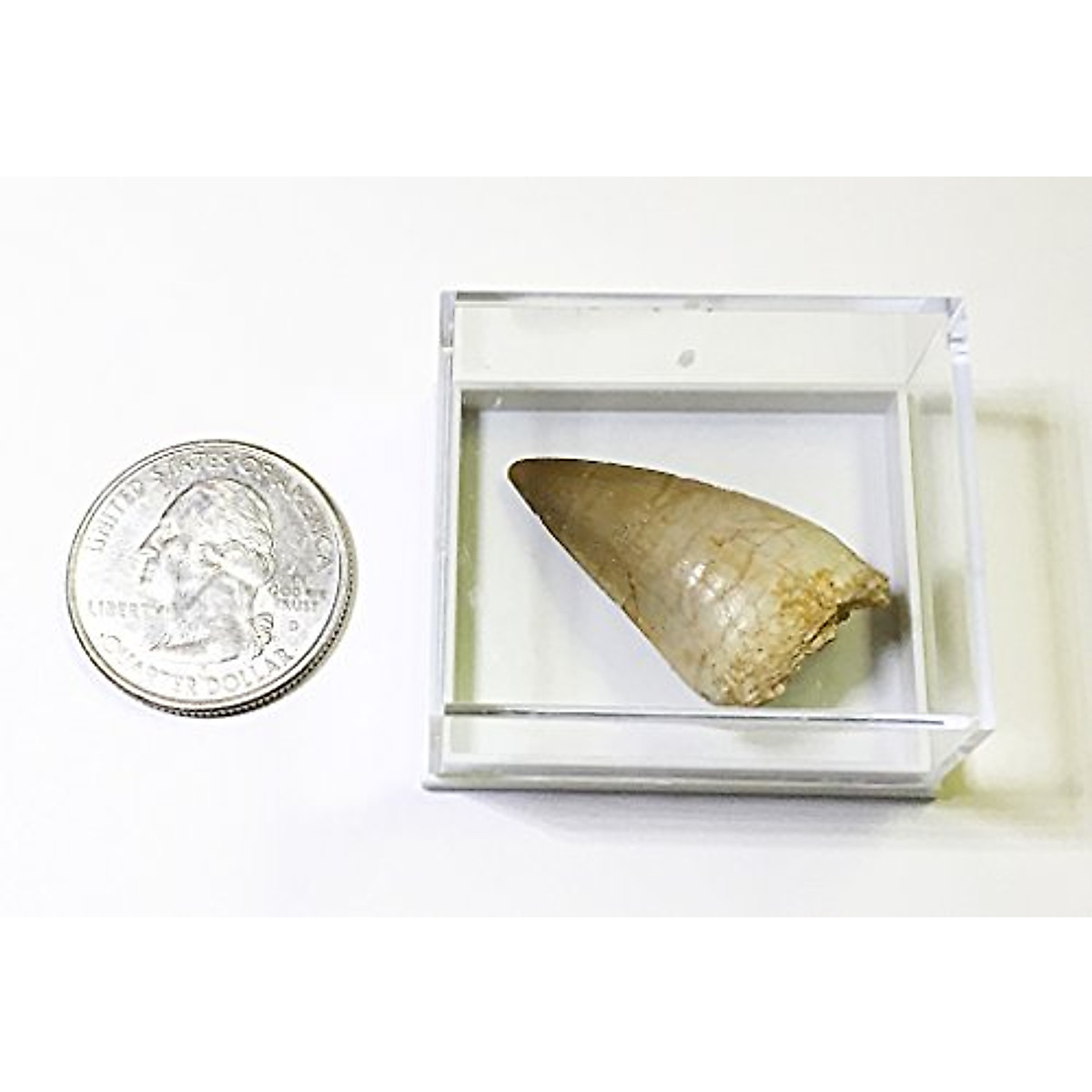 Mosasaurus Tooth Fossil in Display Box - Genuine with Certificate of Authenticity!