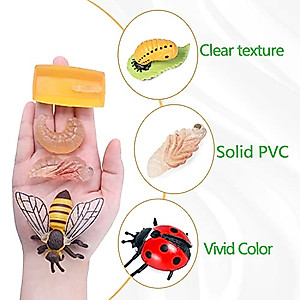SIENON 8pcs Honey Bee & Ladybug Life Cycle Figurines - Plastic Insect Animal Growth Cycle Kit Montessori Toy Figures for Kids 3-8 Years Old