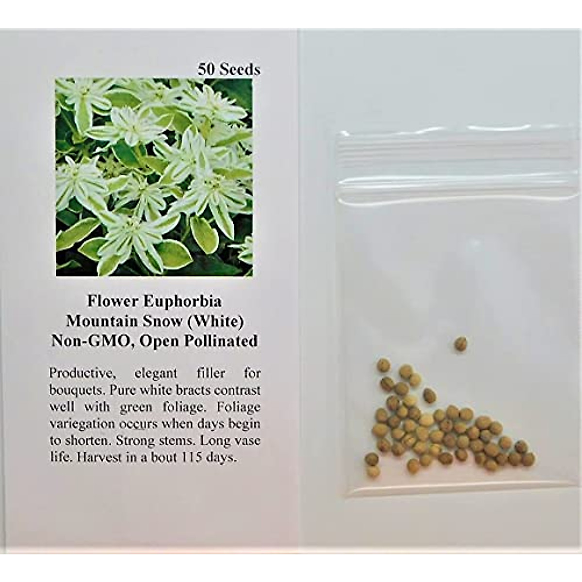 David's Garden Seeds Flower Euphorbia Mountain Snow 3111 (White) 50 Non-GMO, Heirloom Seeds