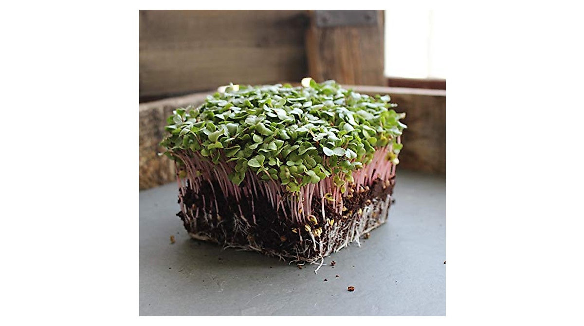 Buy Radish Sprouting Seeds - Red Arrow Variety - 1 Lb