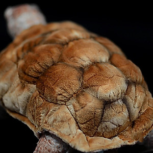 ZHONGXIN MADE Simulation Tortoise Plush Toy - 11inch Lifelike Brown Tortoise Stuffed Animals Rex Plushie Toys Figur, Super Soft Plush Dolls for Kids Stuffed Model Toys, Gifts for Kids