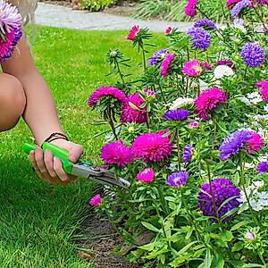 The Old Farmer's Almanac Aster Seeds (Powderpuff Mix) - Approx 360 Flower Seeds - Premium Non-GMO, Open Pollinated, USA Origin