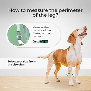Ortocanis - Dog Carpal Support Brace - Carpal Instability or Osteoarthritis - Stabilizes and Reduces Pain - with Two Immobilization Splints - Made of Neoprene - Size XXL 15-19 cm