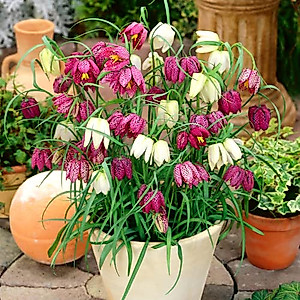 5 Fritillaria Meleagris Checkered Lily Tubers, Ornament Garden, Can Grow in Pot