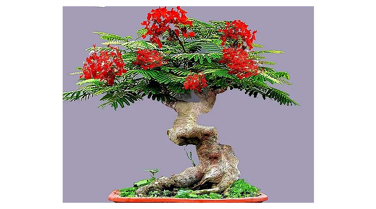 Bonsai Flame Tree Seeds - Grow Your Tropical Garden