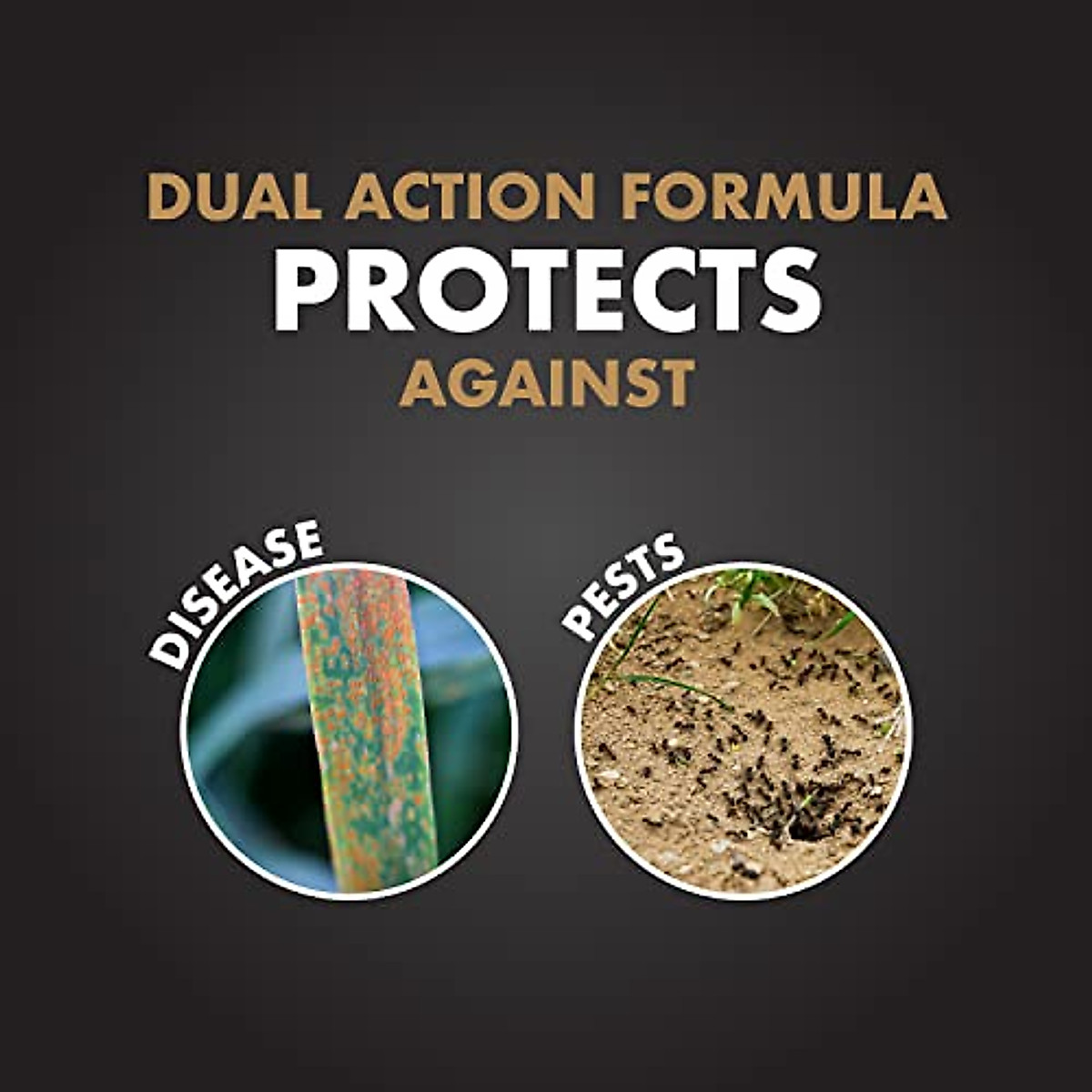 Spectracide Immunox Fungus Plus Insect Control for Lawns, 32 fl oz, Pack of 6