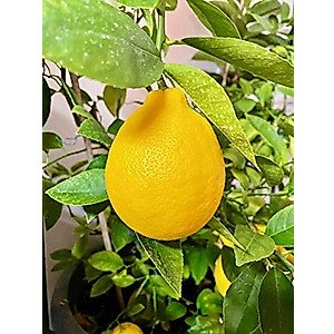 Meyer Lemon Tree 6" To 10" Live Plant