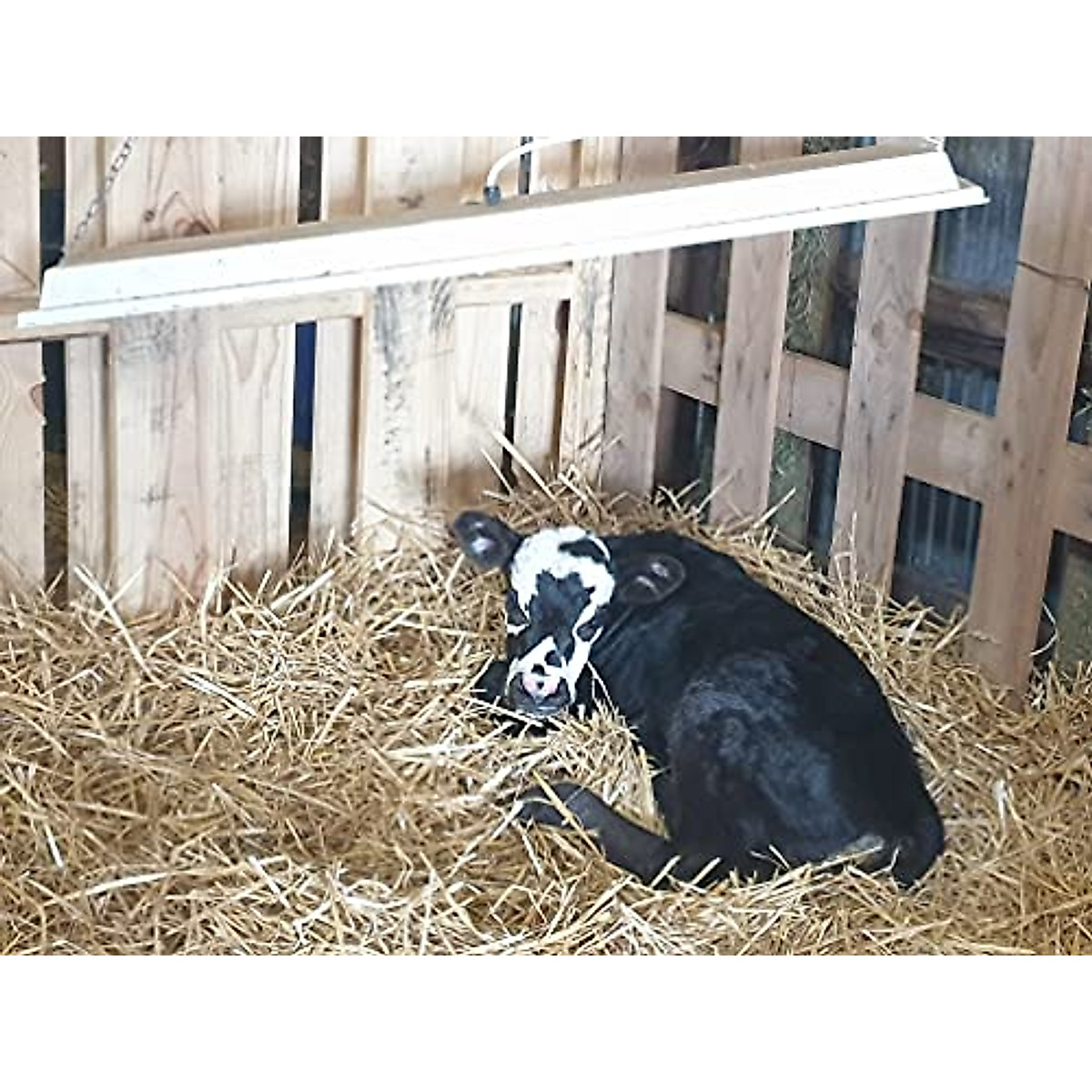 SWEETER HEATER Safe Heater for Chicks, Coops, & Animals, OH11x40, 150 Watt