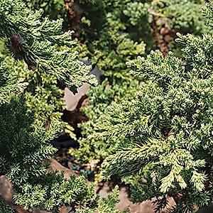 Brussel's Bonsai Live Green Mound Juniper Outdoor Bonsai Tree in Water Pot-4 Years Old 8" to 10" Tall