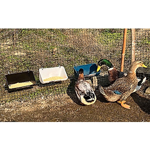 2 Pack Feed Trough and Waterer Bucket with Clips, for Goat Chicken Duck Sheeple Dog Piglets Deer Goose, Turkeys, Goat Feeder Supplies, 4.5 Quart (Appearance Patent Product)