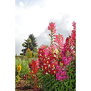 Black Duck Brand Set of 25 Cut Flower Seed Packets! Flower Seeds in Bulk - Great for Creating The Garden of Your Dreams! (25, Cut Flower Mix)