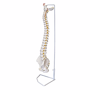 MonMed Life Size Vertebral Column Model with Spinal Nerves, Skull Base, and Pelvis – Flexible Spine Model with Stand