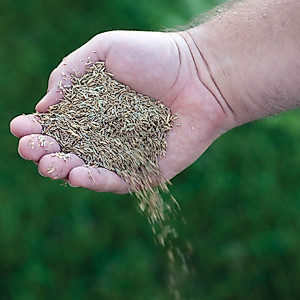 Canada Green Grass Lawn Seed - 4 Pound Bag Grows Healthy Rich Green Fast Growing Grass Lawn Seed Plants Yard Garden