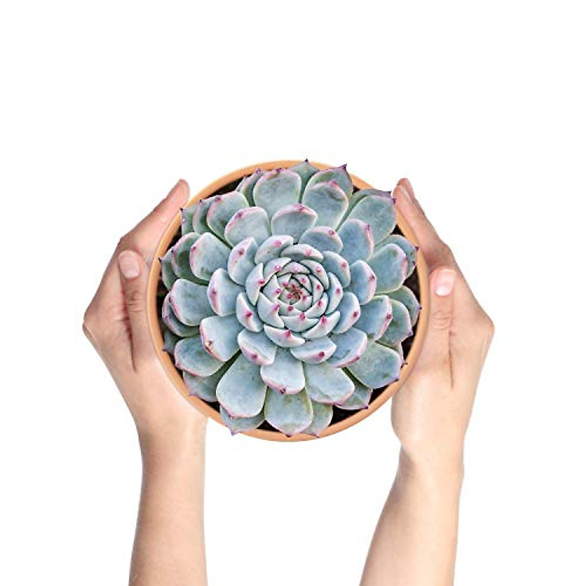 Terra Cotta Pots, Laergin 6.43 Inch Shallow Terra Cotta Clay Pots with Drain Hole Terra Cotta Plant Pot with Drainage Hole, Ceramic Plant Pots for Indoor/Outdoor Plants(6 Pack)