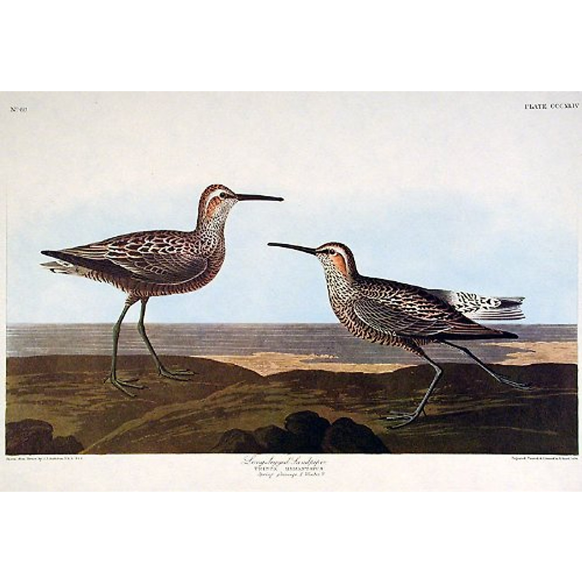 Long-legged Sandpiper. From"The Birds of America" (Amsterdam Edition)