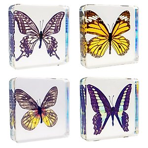 4 PCS Butterfly Specimen Set, Danaus Genutia, Graphium Sarpedon, Asian Swallowtail, Delias Pasithoe Butterfly Resin Collection Science Toys
