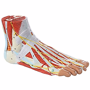 Axis Scientific Anatomy Model of Foot with Muscles, Ligaments, Nerves and Arteries, 9 Removable and Numbered Parts Show Internal Foot Detail and Structure, Study Guide