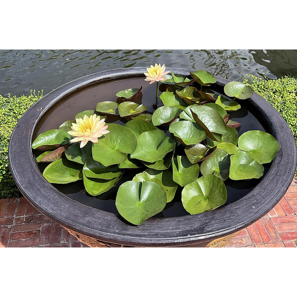 60 Pcs Mix Bonsai Bowl Lotus Seeds, Water Lilys Flower Plant, Lotus Seeds for Planting Water Features Seeds Non-GMO Fresh Garden Seeds