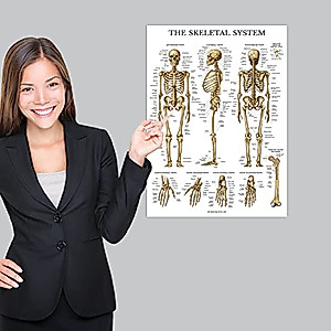 LAMINATED Skeletal System Poster - Human Skeleton Chart - 18 x 24 (Vertical Layout)