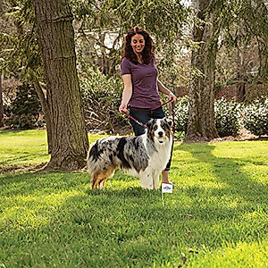 PetSafe Boundary Flags (Bundle of 50), For Use with PetSafe's Dog and Cat In-Ground Fences and Wireless Fences - From the Parent Company of INVISIBLE FENCE Brand, White, 3"x2.5" flags