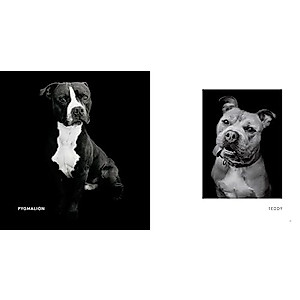 Finding Home: Shelter Dogs and Their Stories