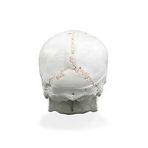 Parco Scientific PB00029 Medical Numbered Human Skull-3 Part | Life Size | from Real Human Skull, Detail Hand Painted Numbering | Sectioned Skullcap | Suture Lines & Full Dentition | Labelled Diagram