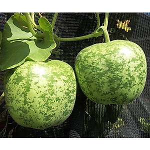 David's Garden Seeds Gourd Apple 4716 (Green) 25 Non-GMO, Heirloom Seeds