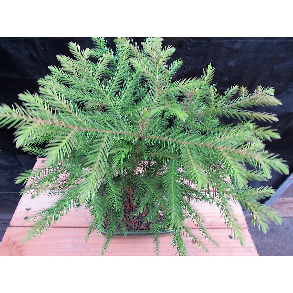 Norfolk Island Pine Bonsai Tree (Medium)