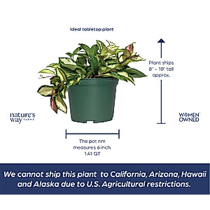 Nature’s Way Farms Hoya Carnosa Variegated Live Plant (7-11In. Tall) in Grower Pot