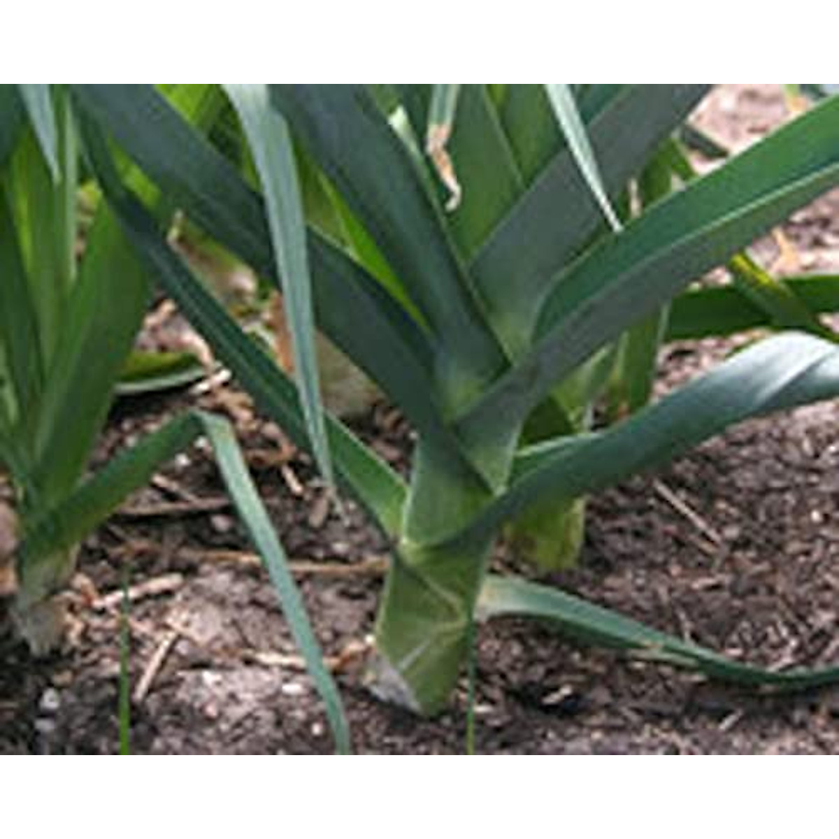 250 Carentan Leek Seeds for Planting Old European Heirloom Onion. Non GMO 0.8 Grams Garden Vegetable Bulk Survival