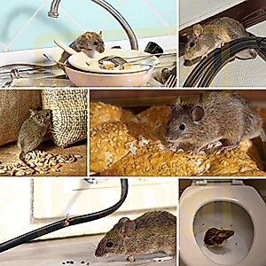 Mouse Trap and Rat Trap, Easy to Set for Rodents, Mouse Rat Mice Squirrel Vole Mole Chipmunk, Humane Instant Kill Snap Trap, Reusable for Kitchen Garden Storage Garage, Quick and Effective Solutions