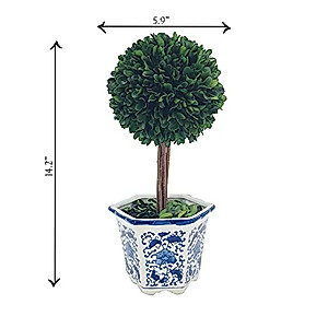 Galt International Preserved Boxwood Topiary Tree in Blue & White Ceramic Pot - Plant and Table Centerpiece - Stunning Greenery and Plant Decor for Home 5.9" Diameter Topiary 14" Tall