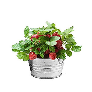 BUZZY Kids Mini Basin Seed Grow Kit | Strawberry | Kids Collection | Best Gardening Gifts, Favors, Weddings, Parties, Events, Modern, Trendy, Unique, and Fun | Growth Guaranteed