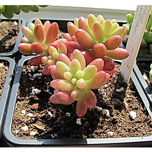 Seeds Of Strength 200+ Mixture Succulent Plants Seeds Bonsai Pot Flower for DIY Home Garden