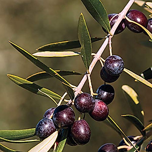 Arbequina Olive Tree - Beautiful Live Plant - 6 Inch Pot - Grow Your Own Olives Indoors - Olea Europaea