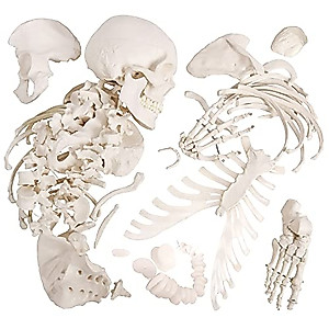 Human Skeleton Model For Anatomy 67 inch High, Full Size Skeleton Models with 3 Poster, Skull, Spine, Bones, Articulated Hand & Foot, for Anatomy Medical Learning