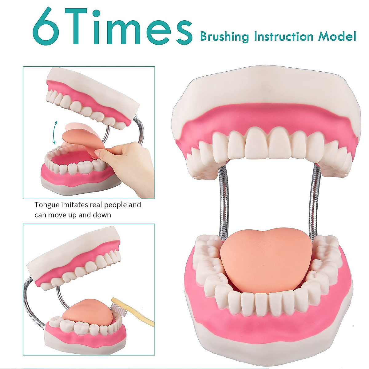 LVCHEN Mouth Model for Speech Therapy - 6 Times Dental Hygiene Teeth Models Dental Model with Movable Tongue and Denture Toothbrush